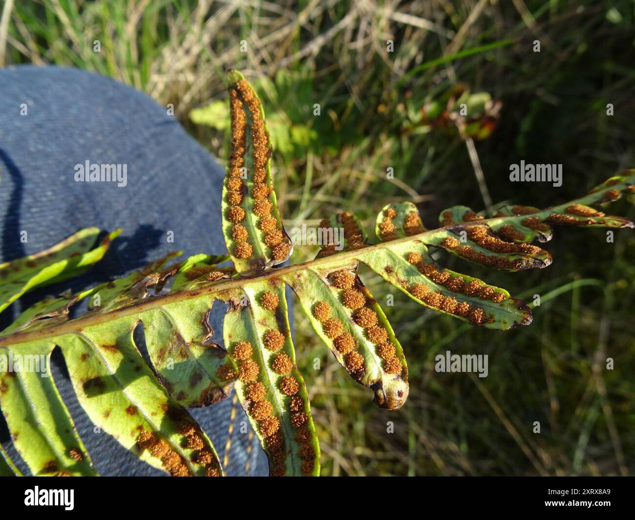 intermediate polypody (Polypodium interjectum) Plantae Stock Photo - Alamy
