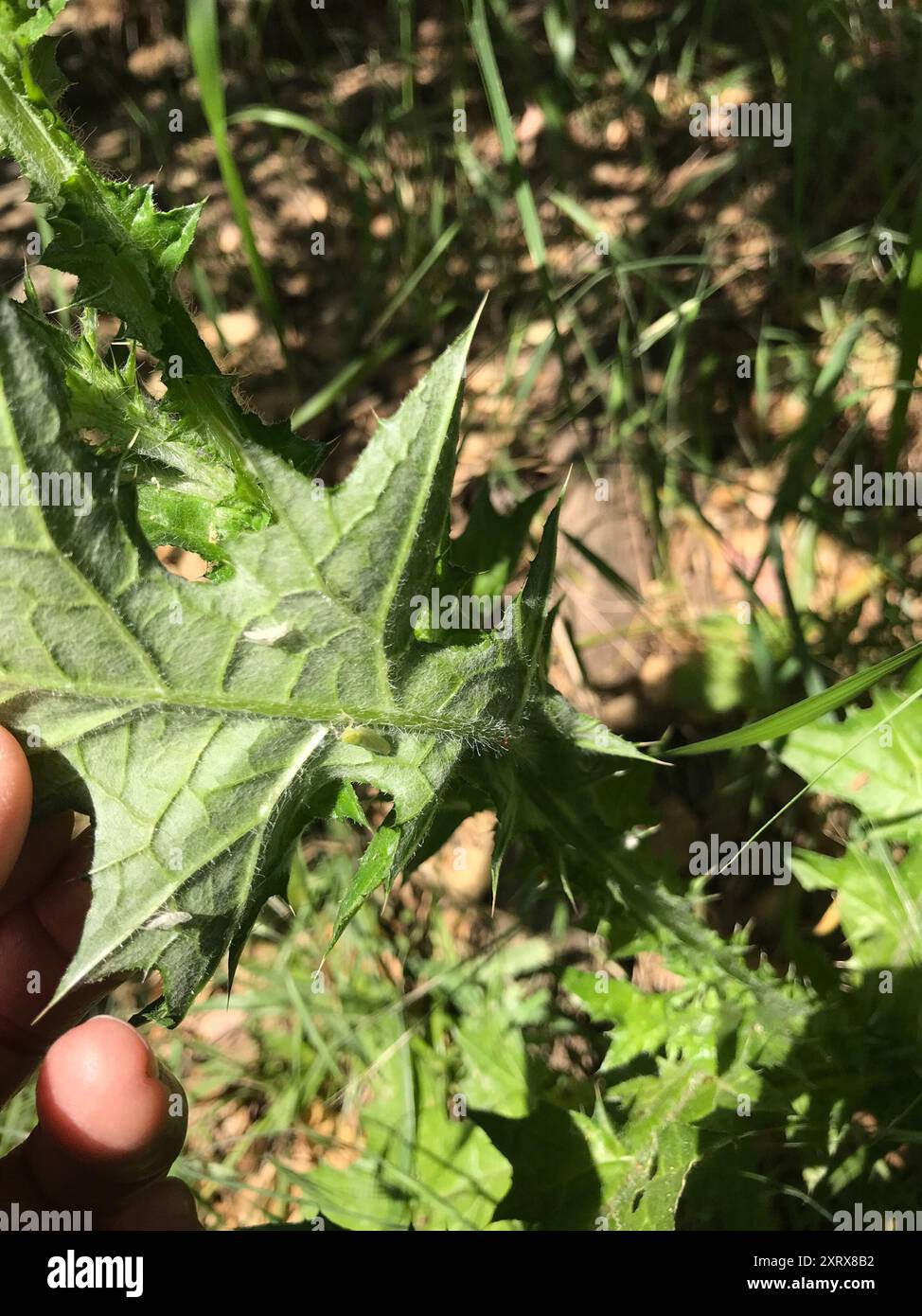 Italian thistle (Carduus pycnocephalus) Plantae Stock Photo - Alamy