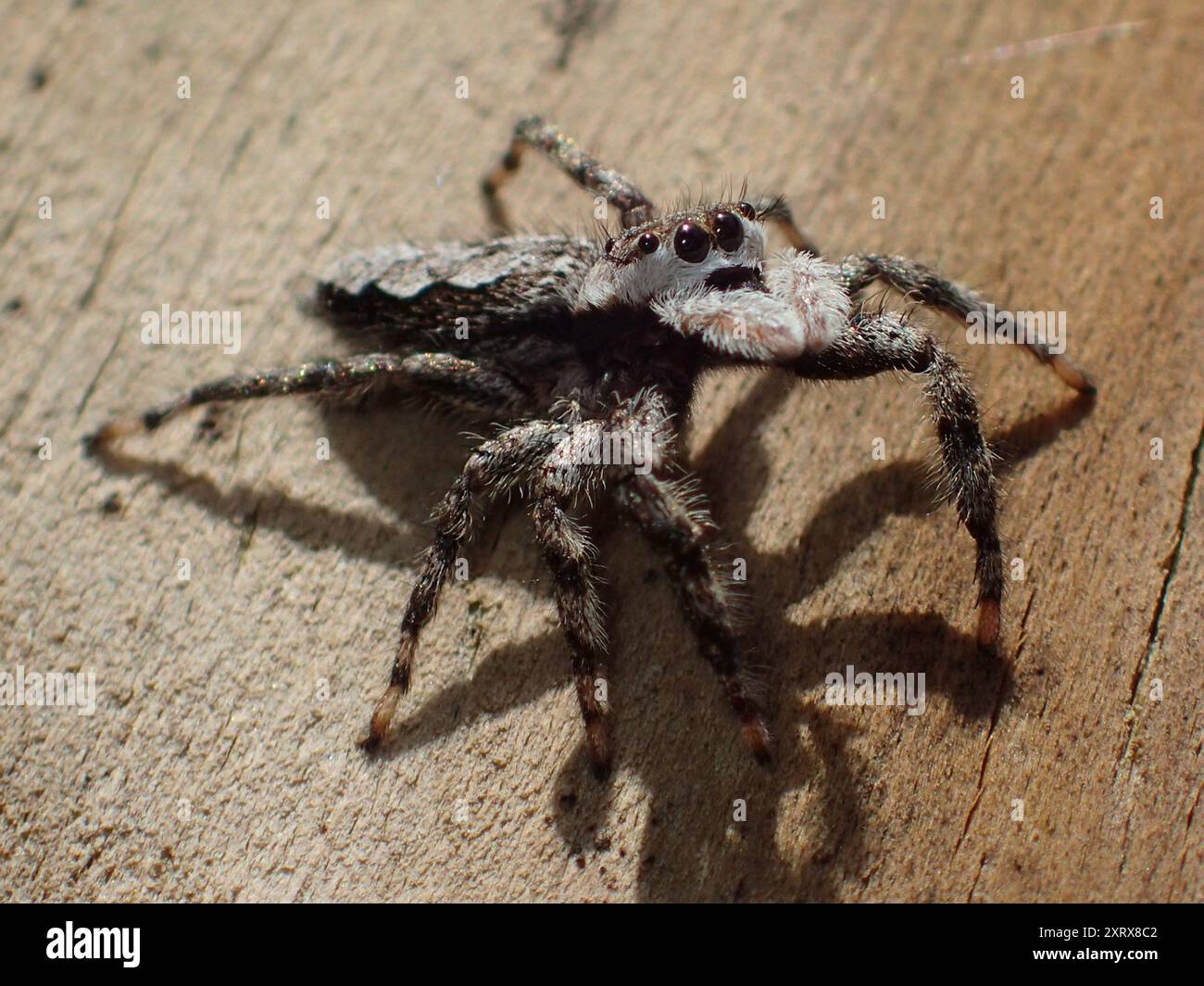 Tan Jumping Spider (Platycryptus undatus) Arachnida Stock Photo - Alamy