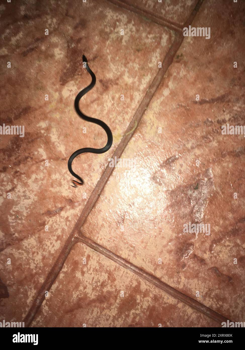 Southern Ringneck Snake (Diadophis punctatus punctatus) Reptilia Stock ...