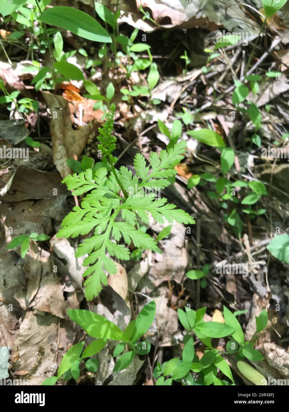 rattlesnake fern (Botrypus virginianus) Plantae Stock Photo - Alamy