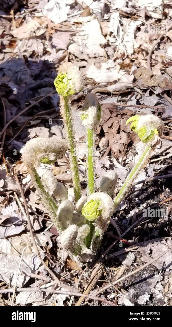 Royal fern family (Osmundaceae) Plantae Stock Photo - Alamy