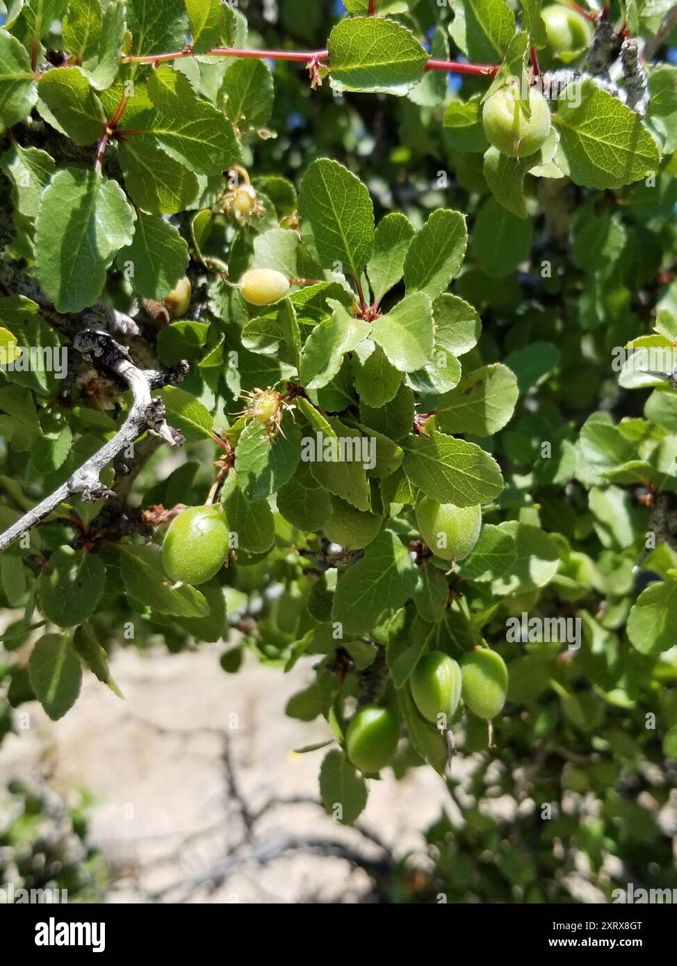 Desert Apricot (Prunus fremontii) Plantae Stock Photo - Alamy