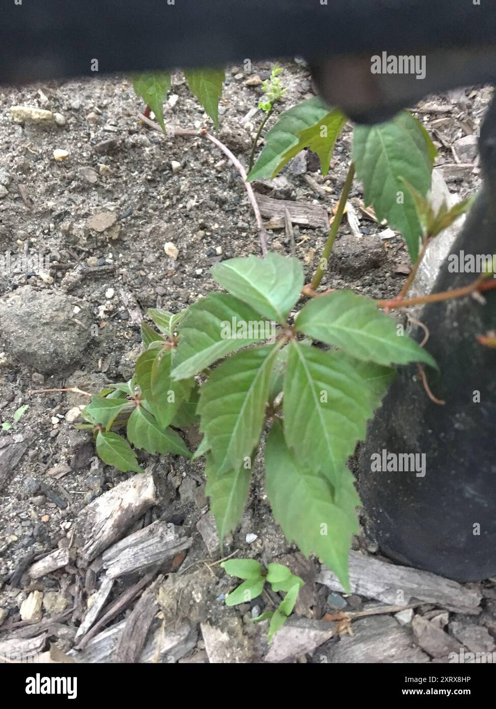 Virginia creeper (Parthenocissus quinquefolia) Plantae Stock Photo - Alamy