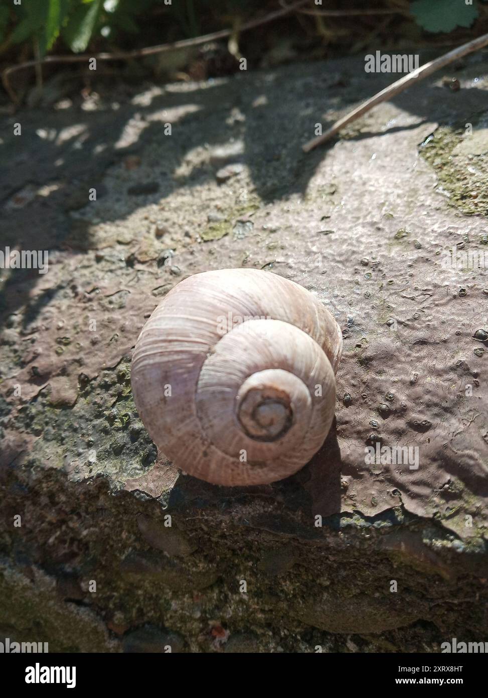 Roman Snail (Helix pomatia) Mollusca Stock Photo - Alamy