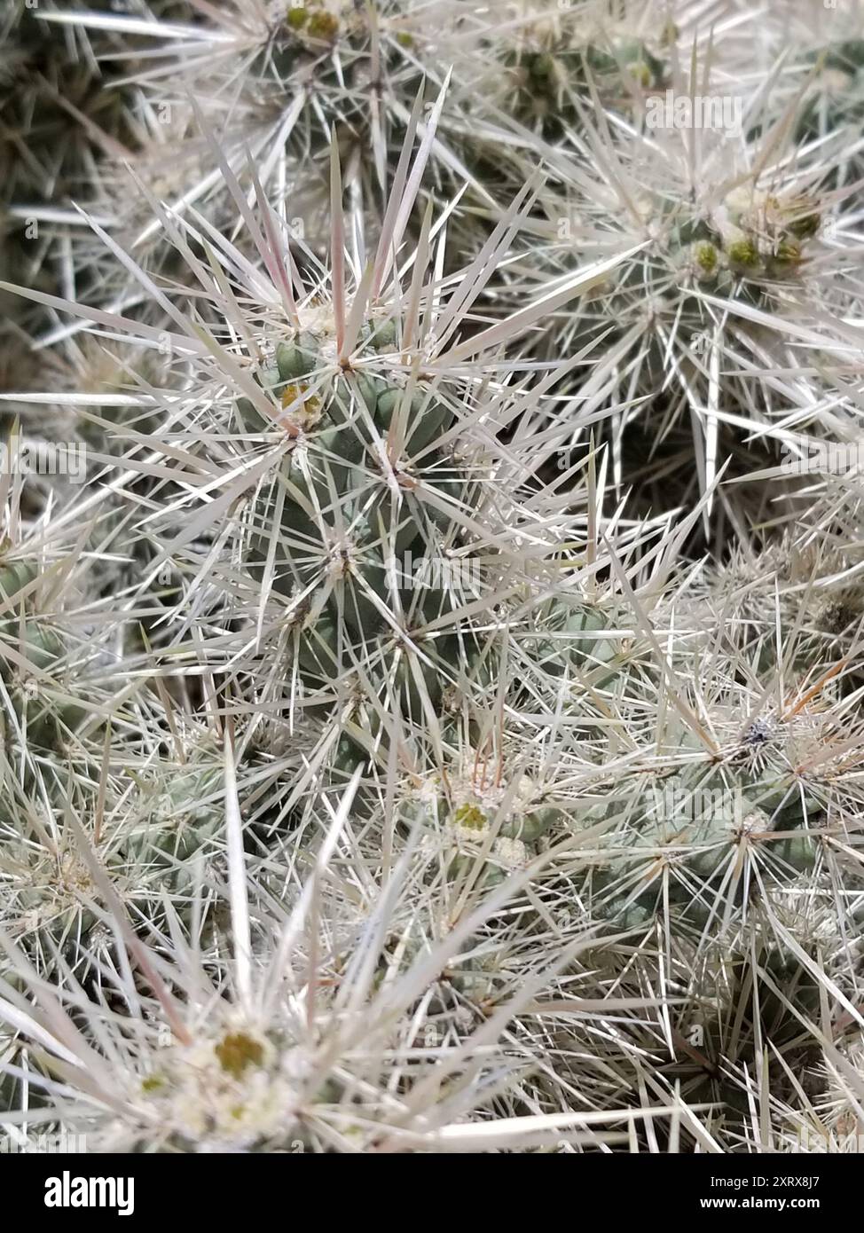 Silver Cholla (Cylindropuntia echinocarpa) Plantae Stock Photo - Alamy