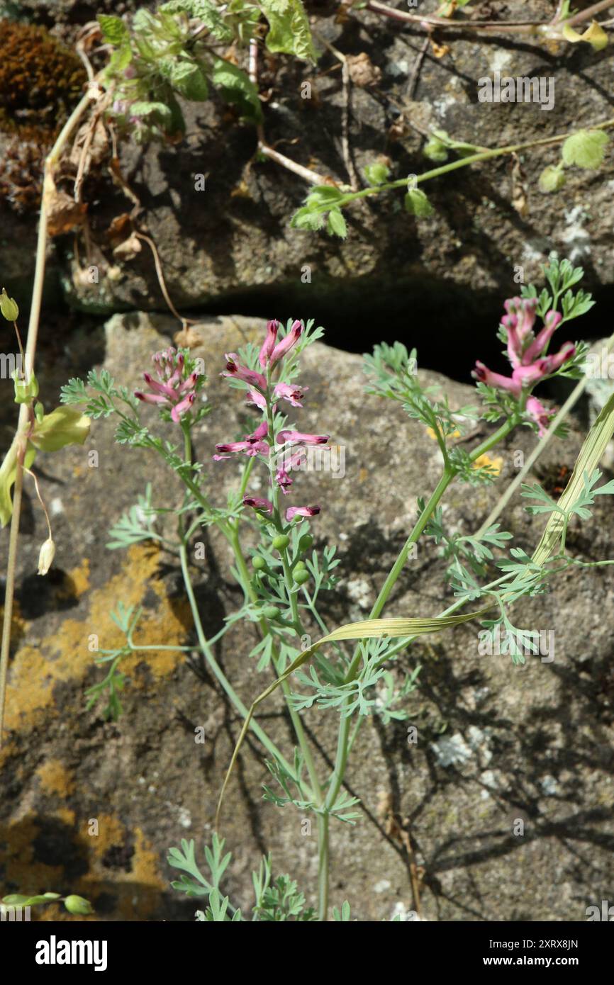Common Fumitory (Fumaria officinalis) Plantae Stock Photo - Alamy