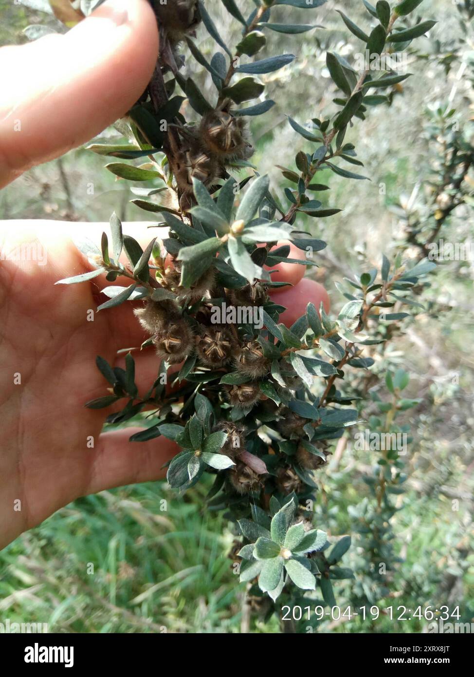 Tea Trees (Leptospermum) Plantae Stock Photo - Alamy
