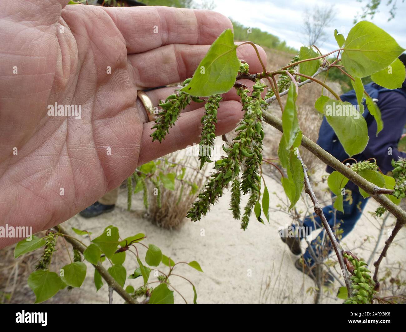 trembling aspen (Populus tremuloides) Plantae Stock Photo - Alamy