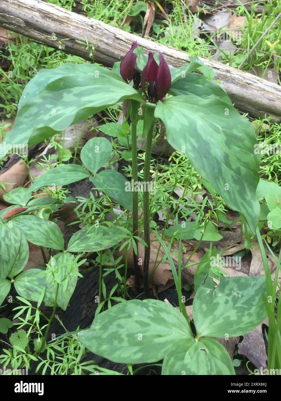 prairie trillium (Trillium recurvatum) Plantae Stock Photo - Alamy