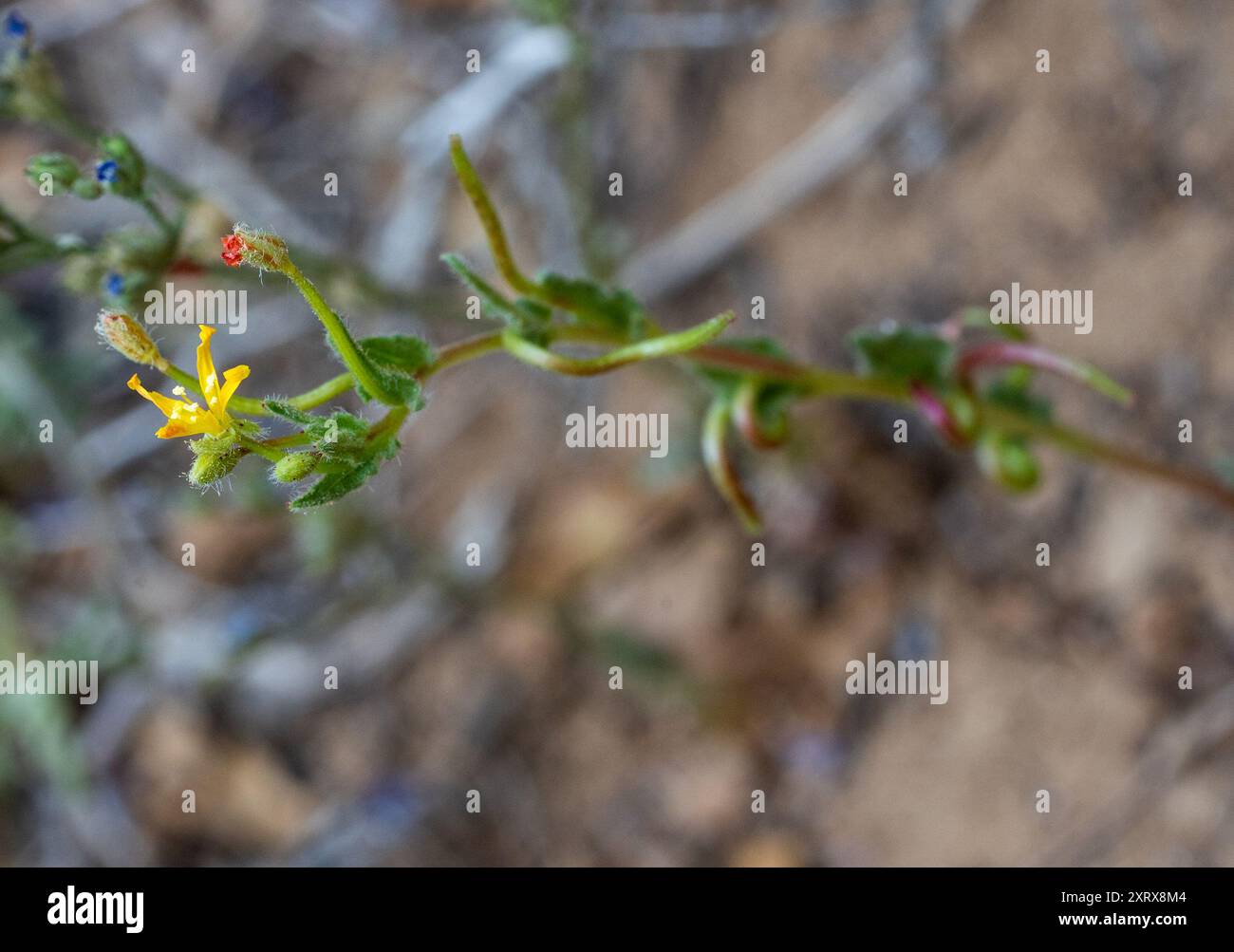 evening primrose family (Onagraceae) Plantae Stock Photo - Alamy
