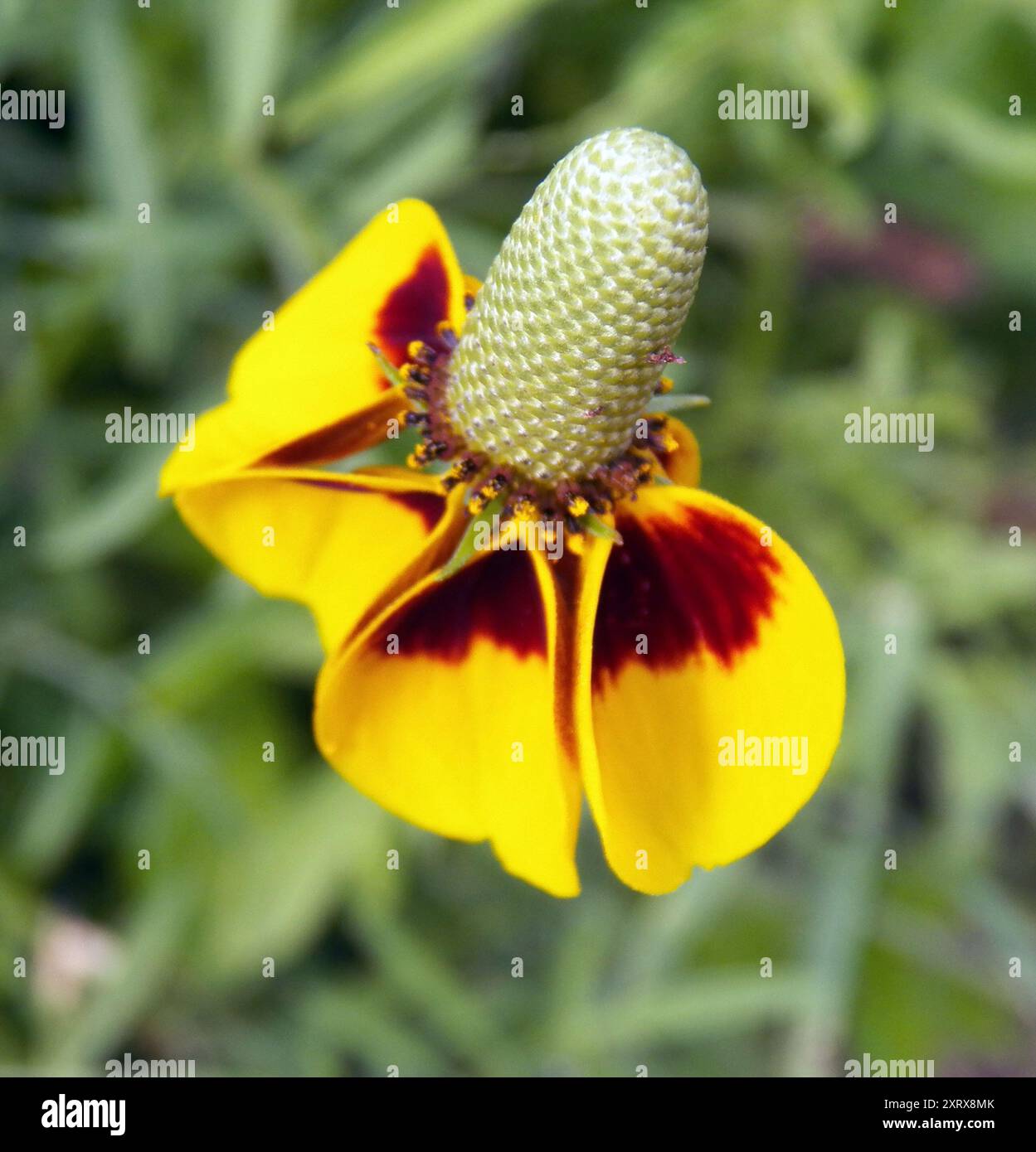 upright prairie coneflower (Ratibida columnifera) Plantae Stock Photo ...