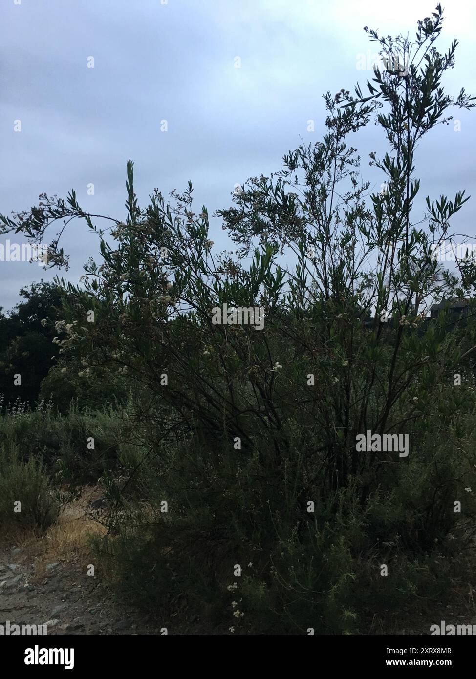 mule fat (Baccharis salicifolia) Plantae Stock Photo - Alamy