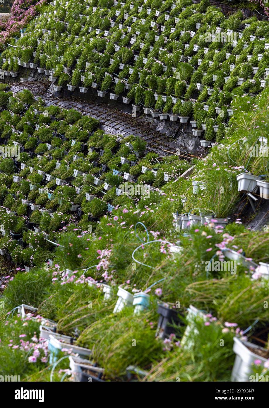Flowers in pots in Cameron Floral Park, Pahang, Cameron Highlands ...