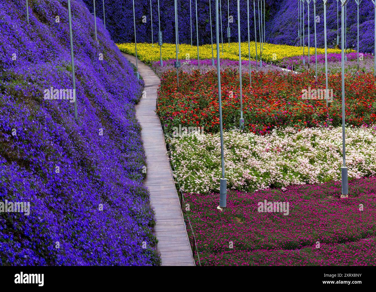 Cameron Floral Park, Pahang, Cameron Highlands, Malaysia Stock Photo ...