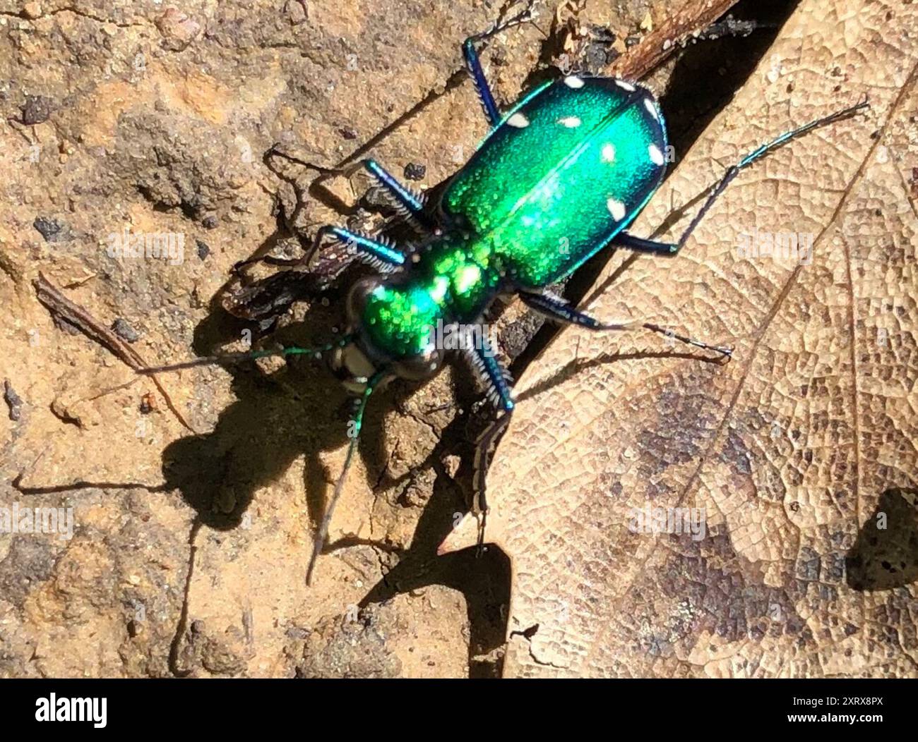 Six-spotted Tiger Beetle (Cicindela sexguttata) Insecta Stock Photo - Alamy