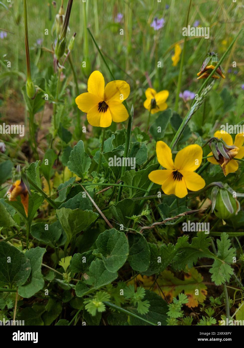 California Golden Violet (Viola pedunculata) Plantae Stock Photo - Alamy