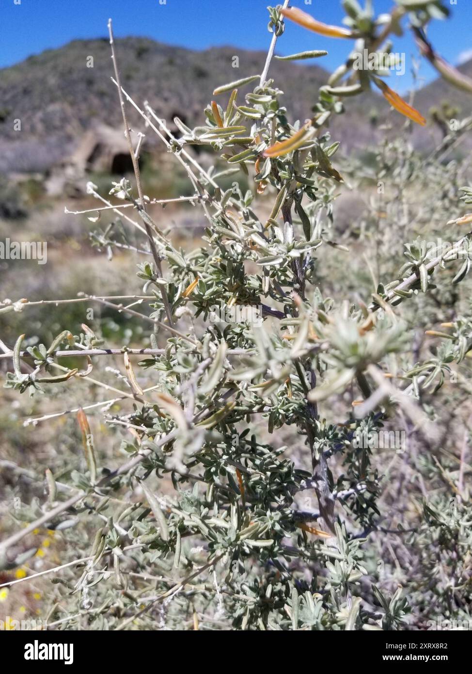 Fourwing Saltbush (Atriplex canescens) Plantae Stock Photo - Alamy