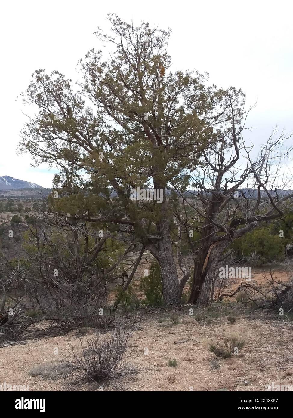 alligator juniper (Juniperus deppeana) Plantae Stock Photo - Alamy