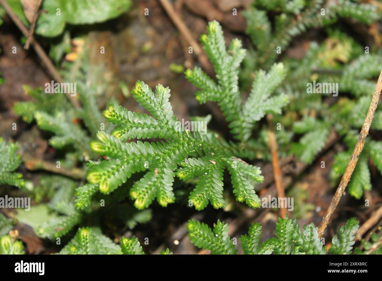 spikemosses (Selaginella) Plantae Stock Photo - Alamy