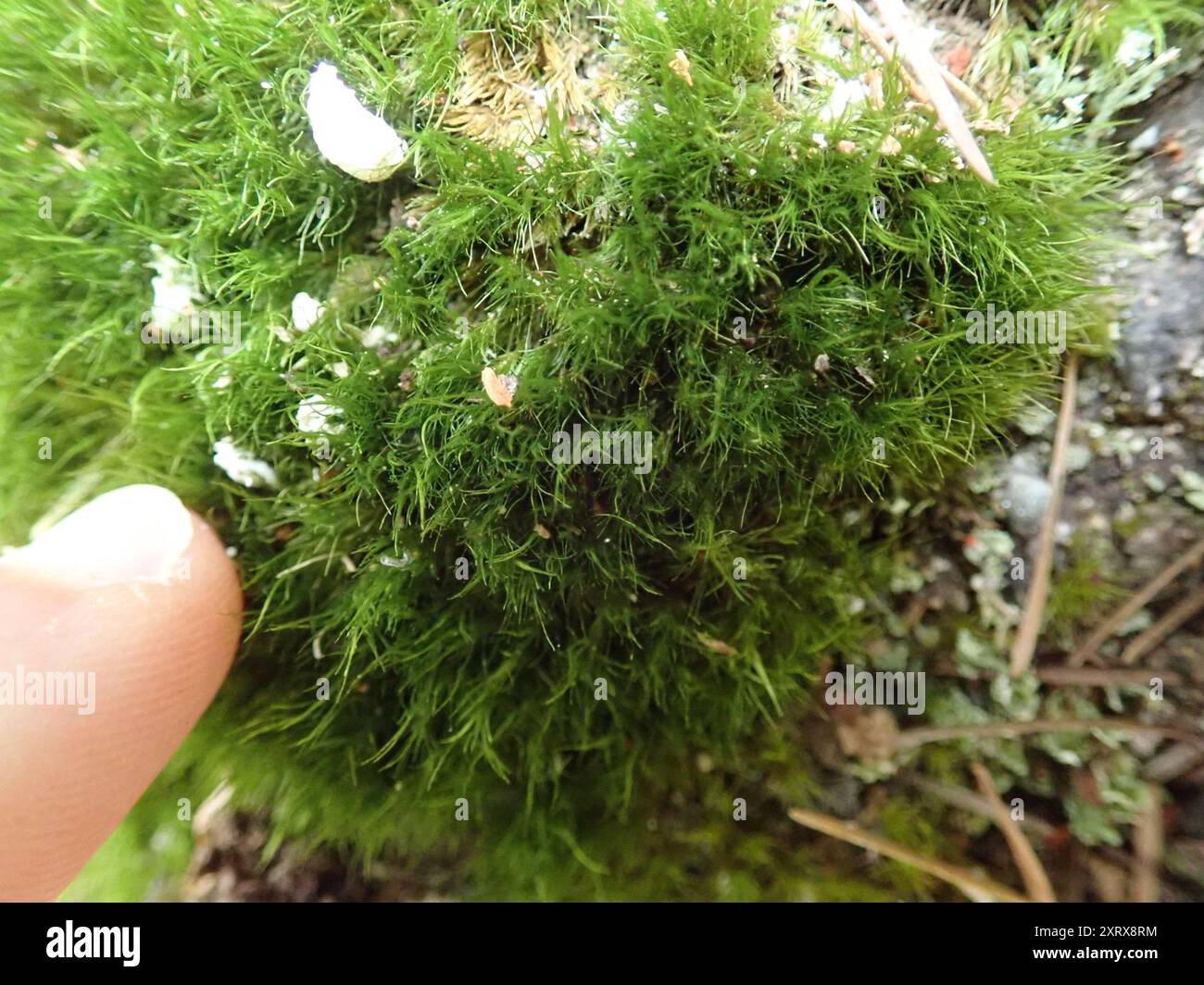 Fragile Fork-moss (Dicranum tauricum) Plantae Stock Photo - Alamy