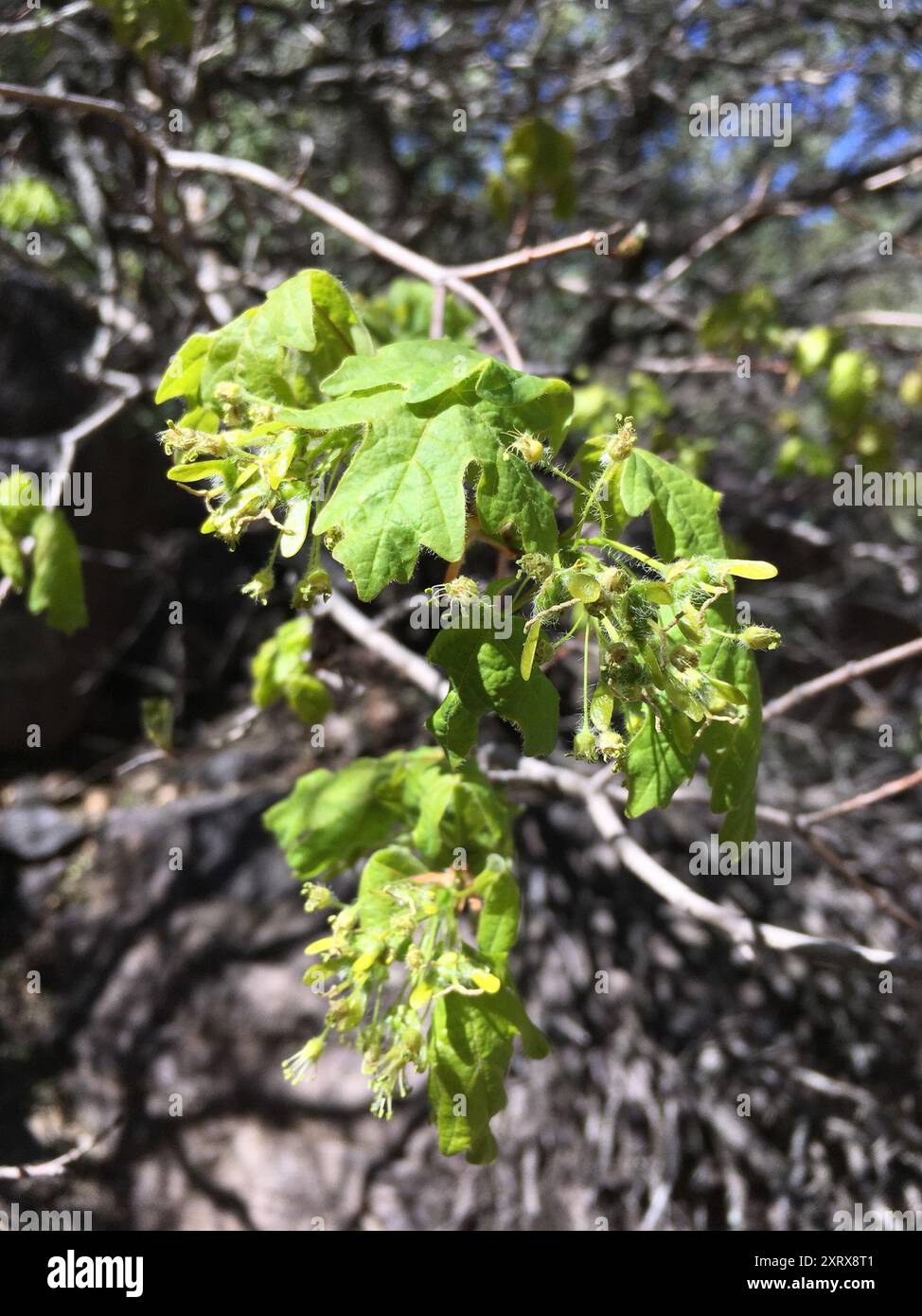 bigtooth maple (Acer grandidentatum) Plantae Stock Photo - Alamy