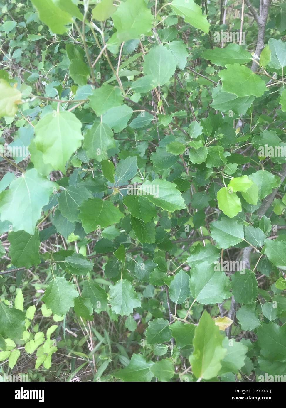 white poplar (Populus alba) Plantae Stock Photo - Alamy