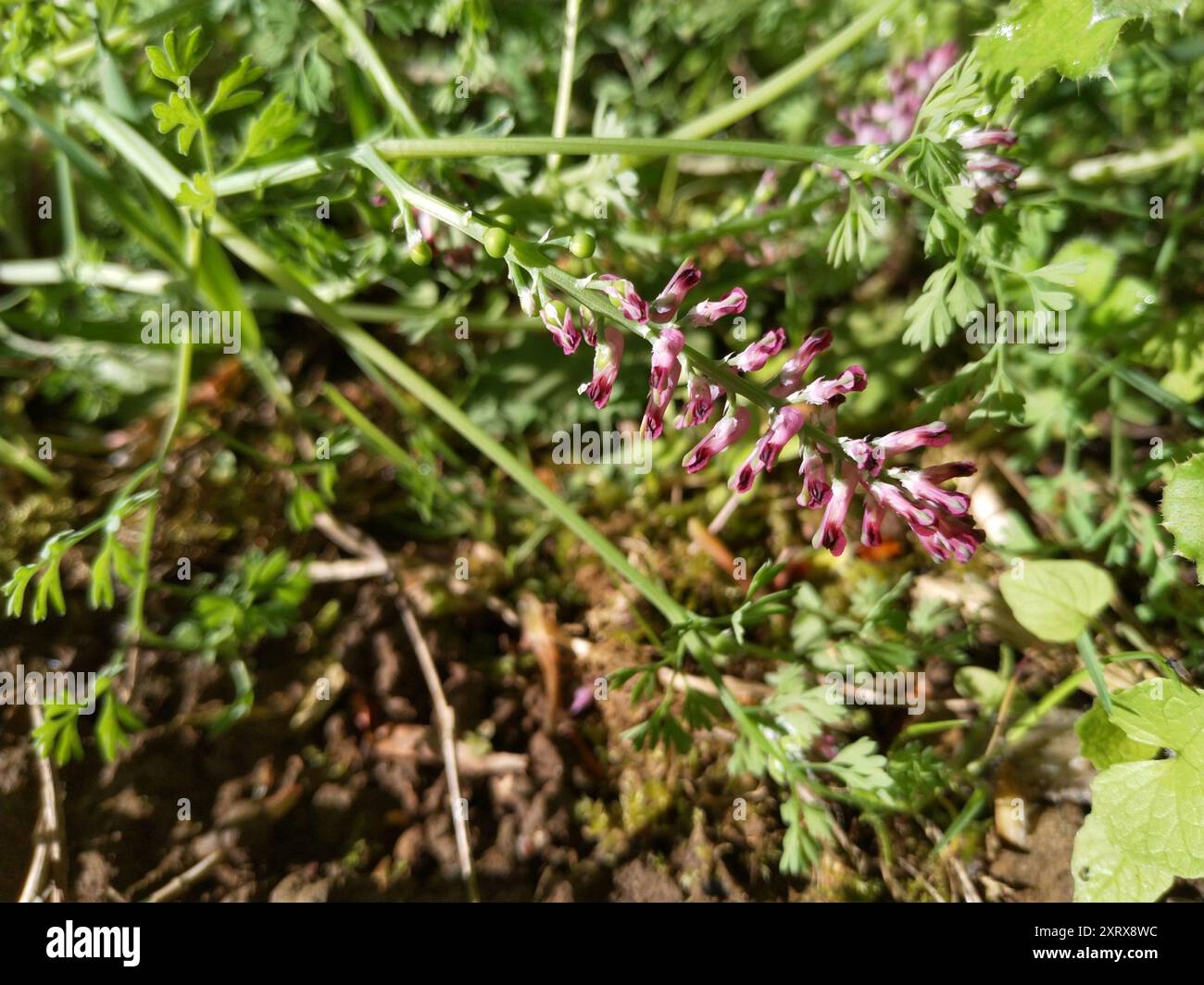 Common Fumitory (Fumaria officinalis) Plantae Stock Photo - Alamy