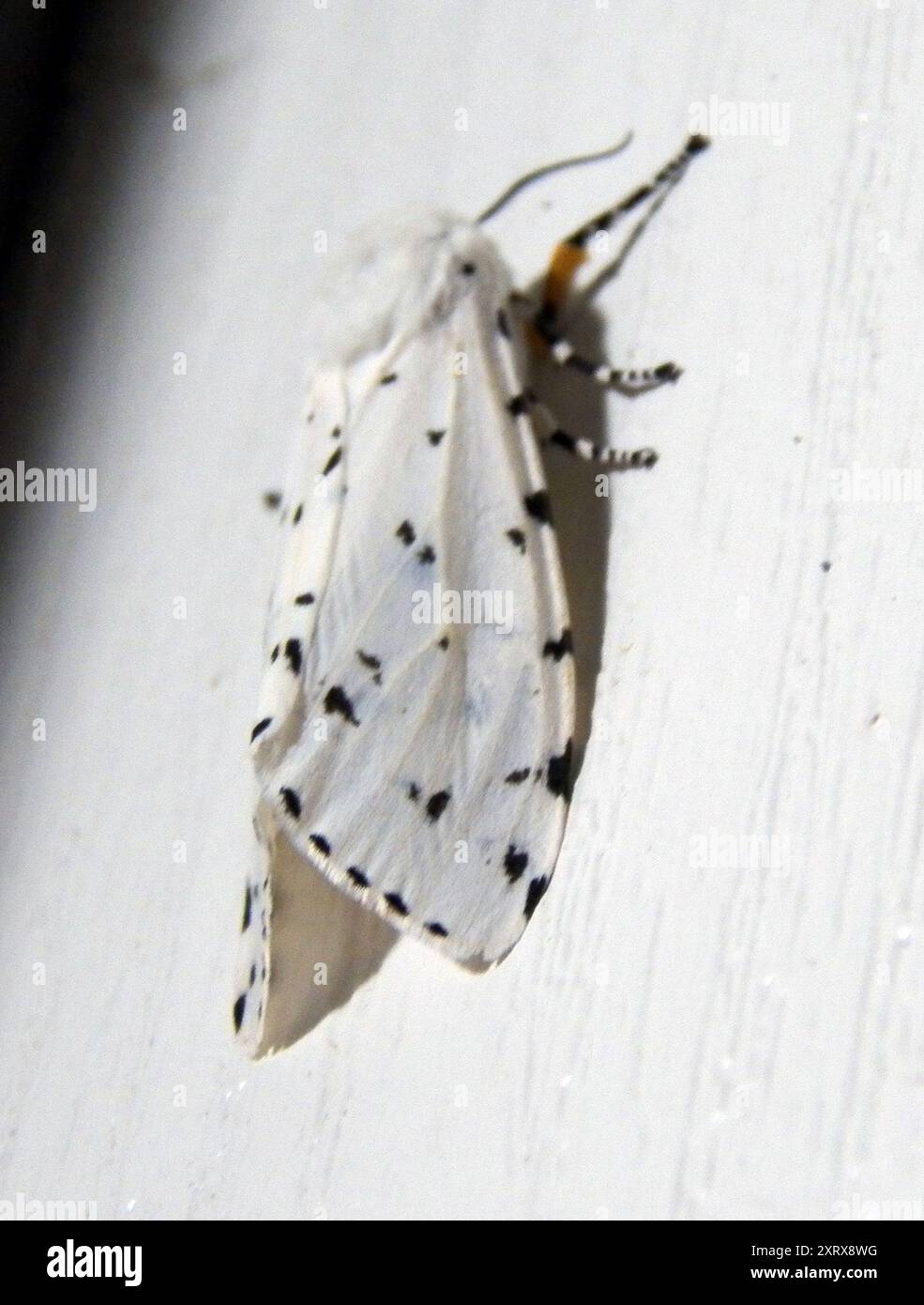 Salt Marsh Moth (Estigmene acrea) Insecta Stock Photo - Alamy