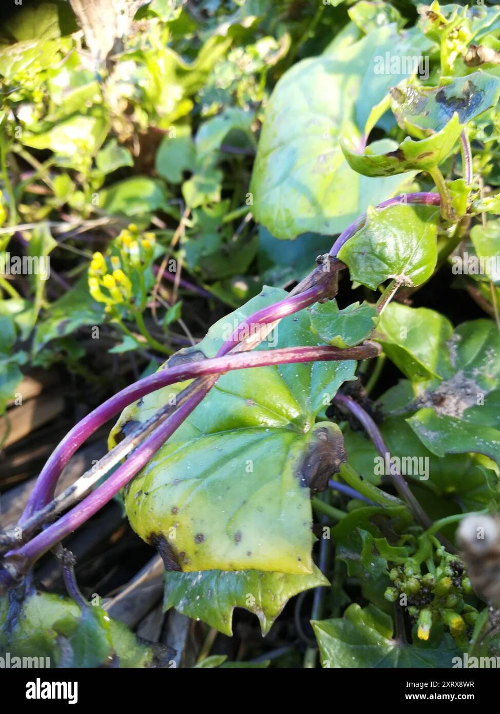 Canary creeper (Senecio tamoides) Plantae Stock Photo - Alamy