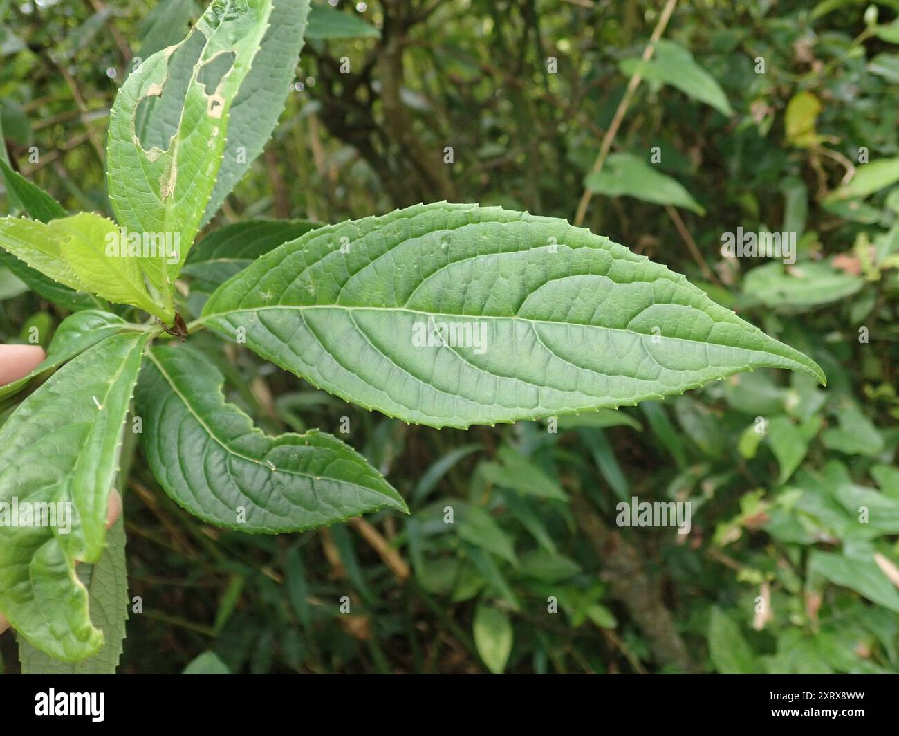 Chinese Hydrangea (Hydrangea chinensis) Plantae Stock Photo - Alamy