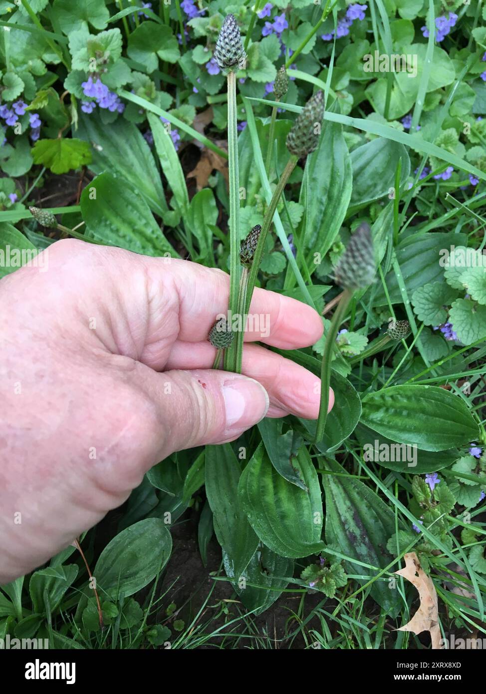 ribwort plantain (Plantago lanceolata) Plantae Stock Photo - Alamy