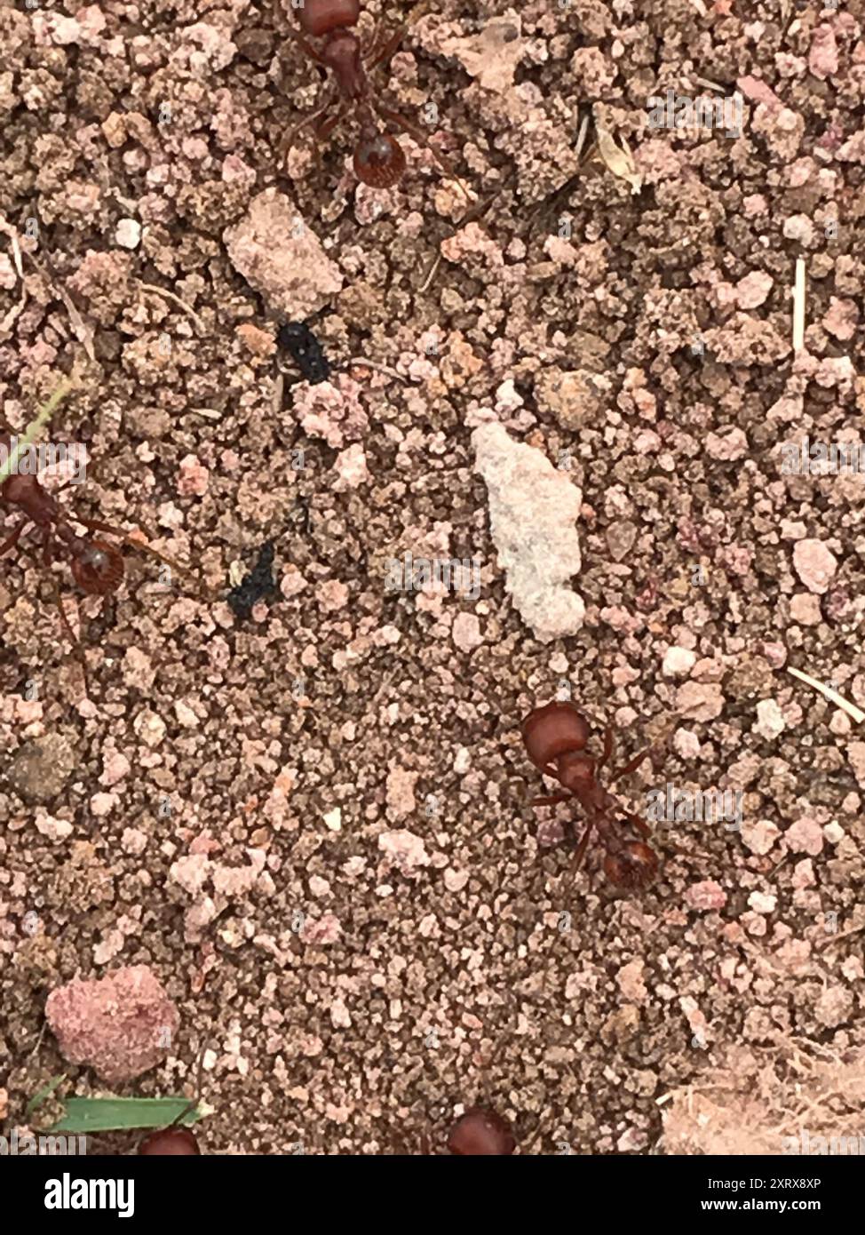 Red Harvester Ant (Pogonomyrmex barbatus) Insecta Stock Photo - Alamy