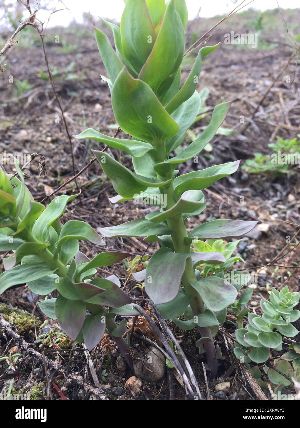 Balkan toadflax (Linaria dalmatica) Plantae Stock Photo - Alamy