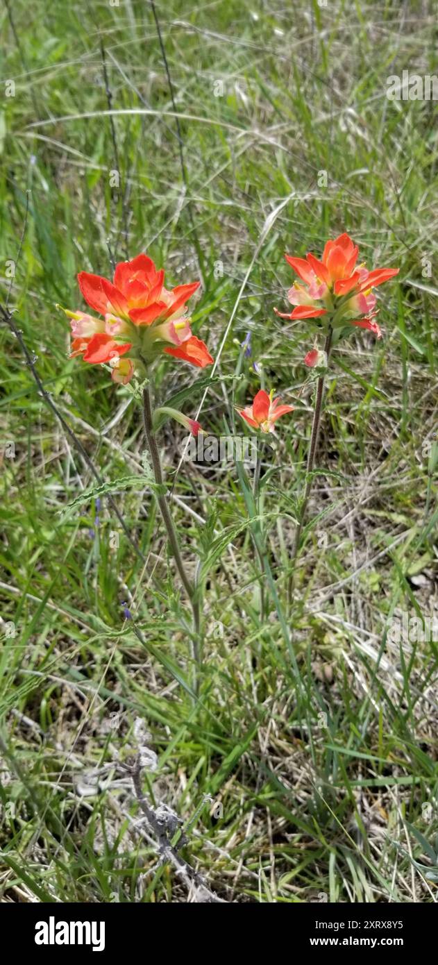 Texas Paintbrush (Castilleja indivisa) Plantae Stock Photo - Alamy
