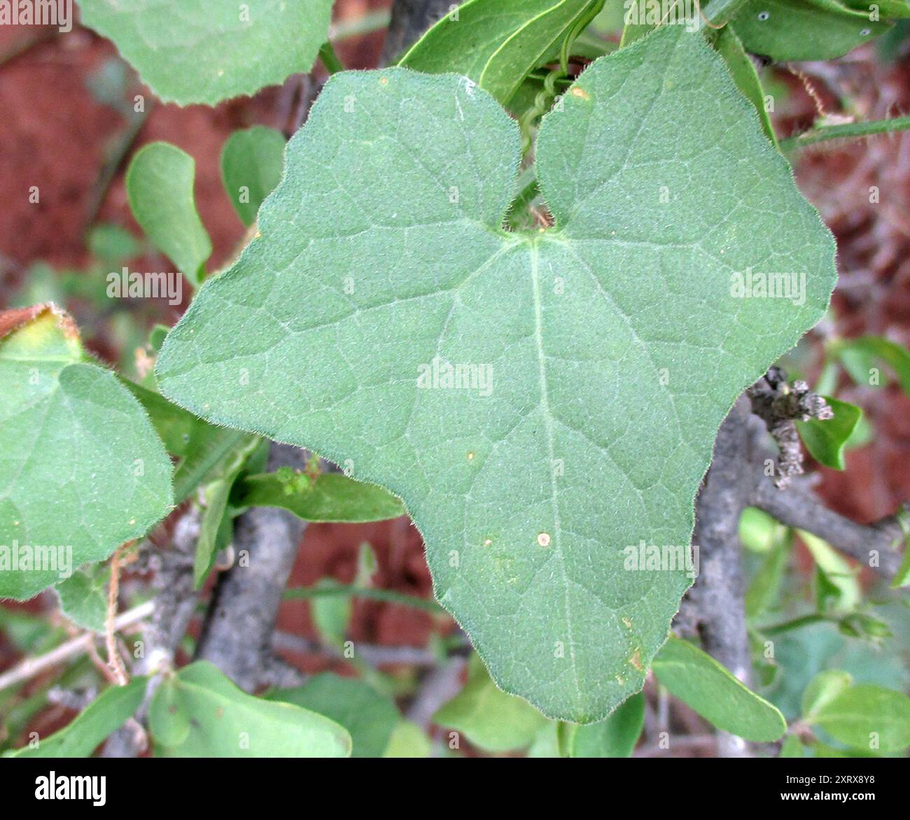 gourd family (Cucurbitaceae) Plantae Stock Photo - Alamy