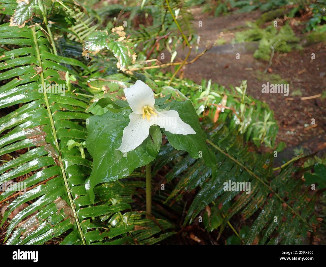 Pacific trillium (Trillium ovatum) Plantae Stock Photo - Alamy