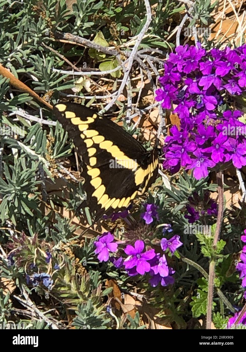 Eastern Giant Swallowtail (Heraclides cresphontes) Insecta Stock Photo ...