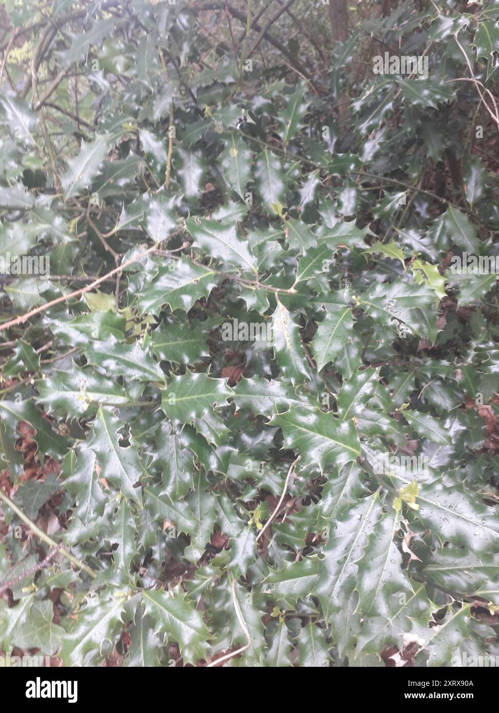 European holly (Ilex aquifolium) Plantae Stock Photo - Alamy