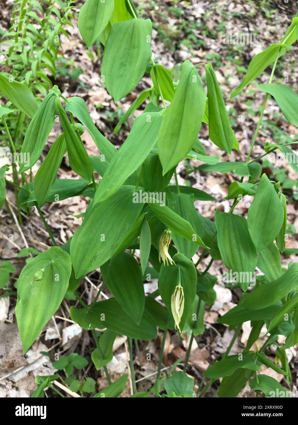 largeflower bellwort (Uvularia grandiflora) Plantae Stock Photo - Alamy