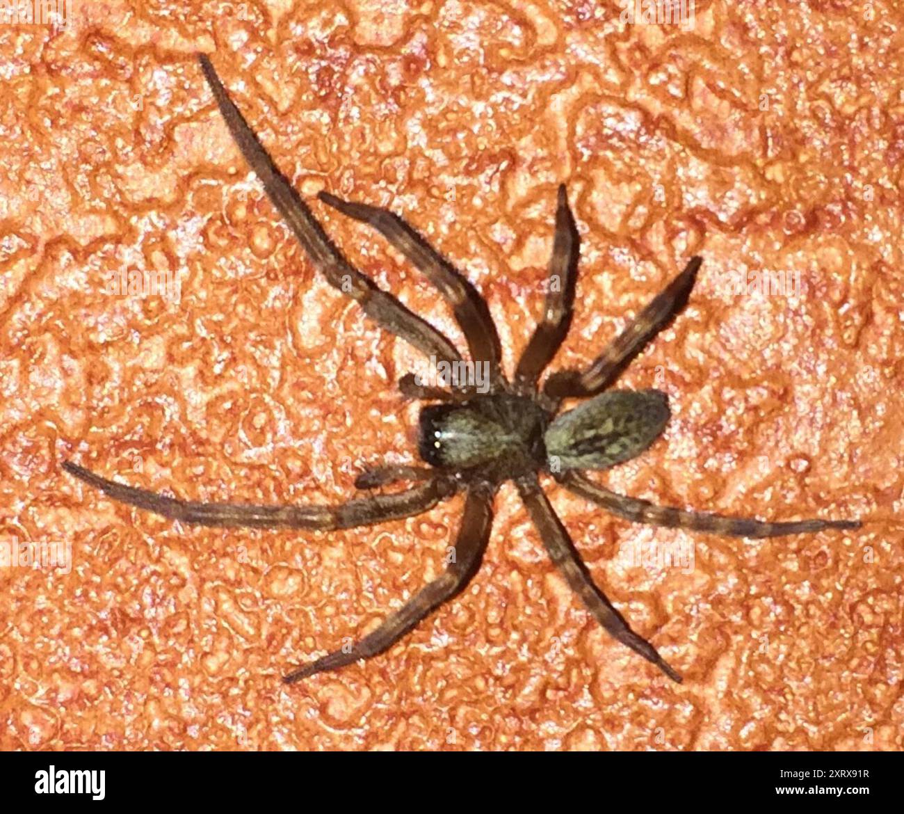 Badumna longinqua hi-res stock photography and images - Alamy