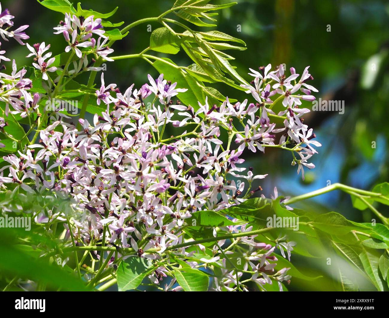 Chinaberry (Melia azedarach) Plantae Stock Photo - Alamy