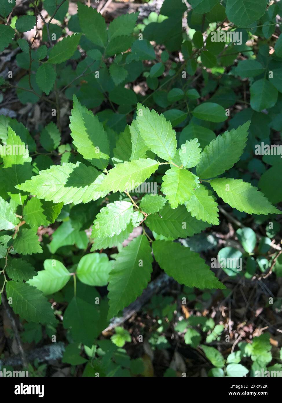 Cedar Elm (Ulmus crassifolia) Plantae Stock Photo - Alamy