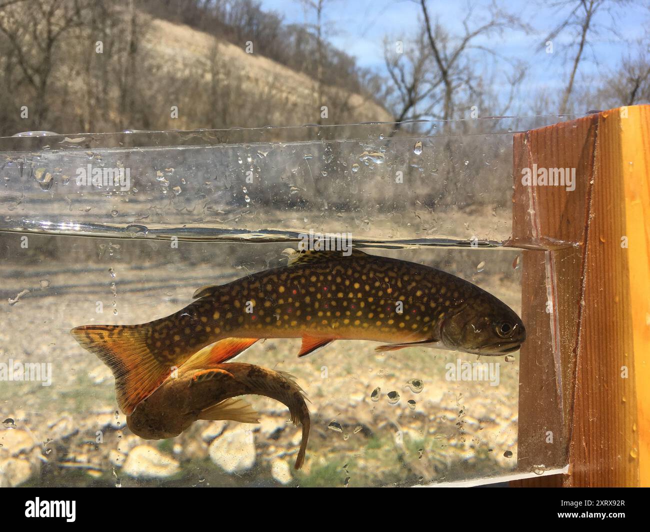 Brook Trout (Salvelinus fontinalis) Actinopterygii Stock Photo - Alamy