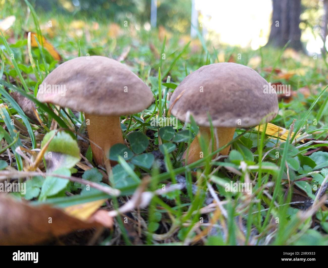 boletes (Boletaceae) Fungi Stock Photo - Alamy