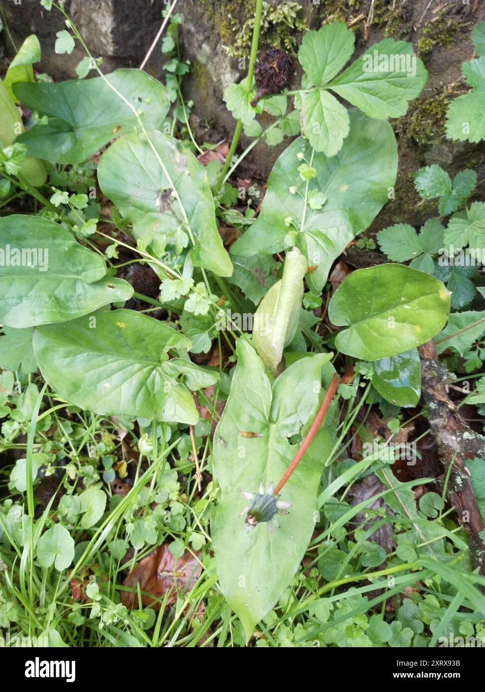 Cuckoo-pint (Arum maculatum) Plantae Stock Photo - Alamy