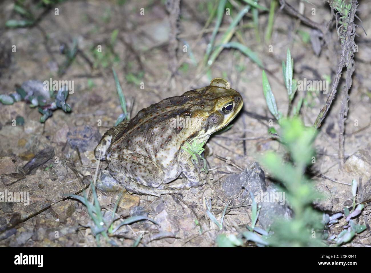 Cane Toad (Rhinella marina) Amphibia Stock Photo - Alamy