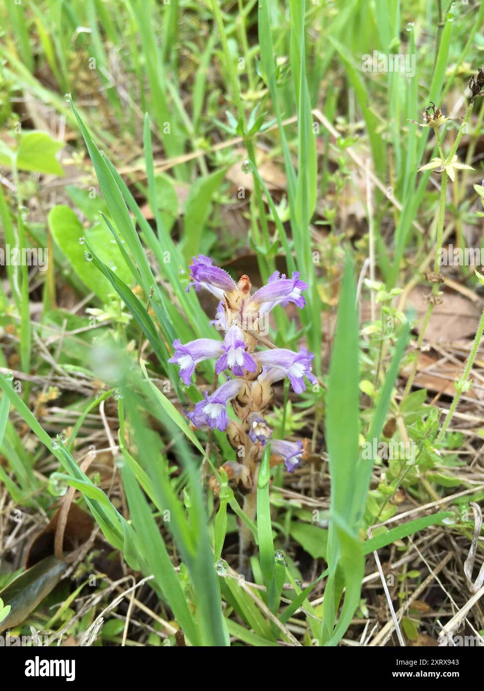Hemp broomrape hi-res stock photography and images - Alamy