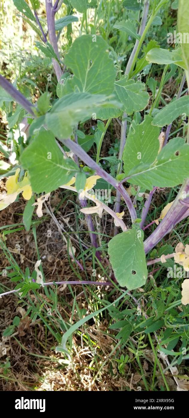 annual bastard cabbage (Rapistrum rugosum) Plantae Stock Photo - Alamy