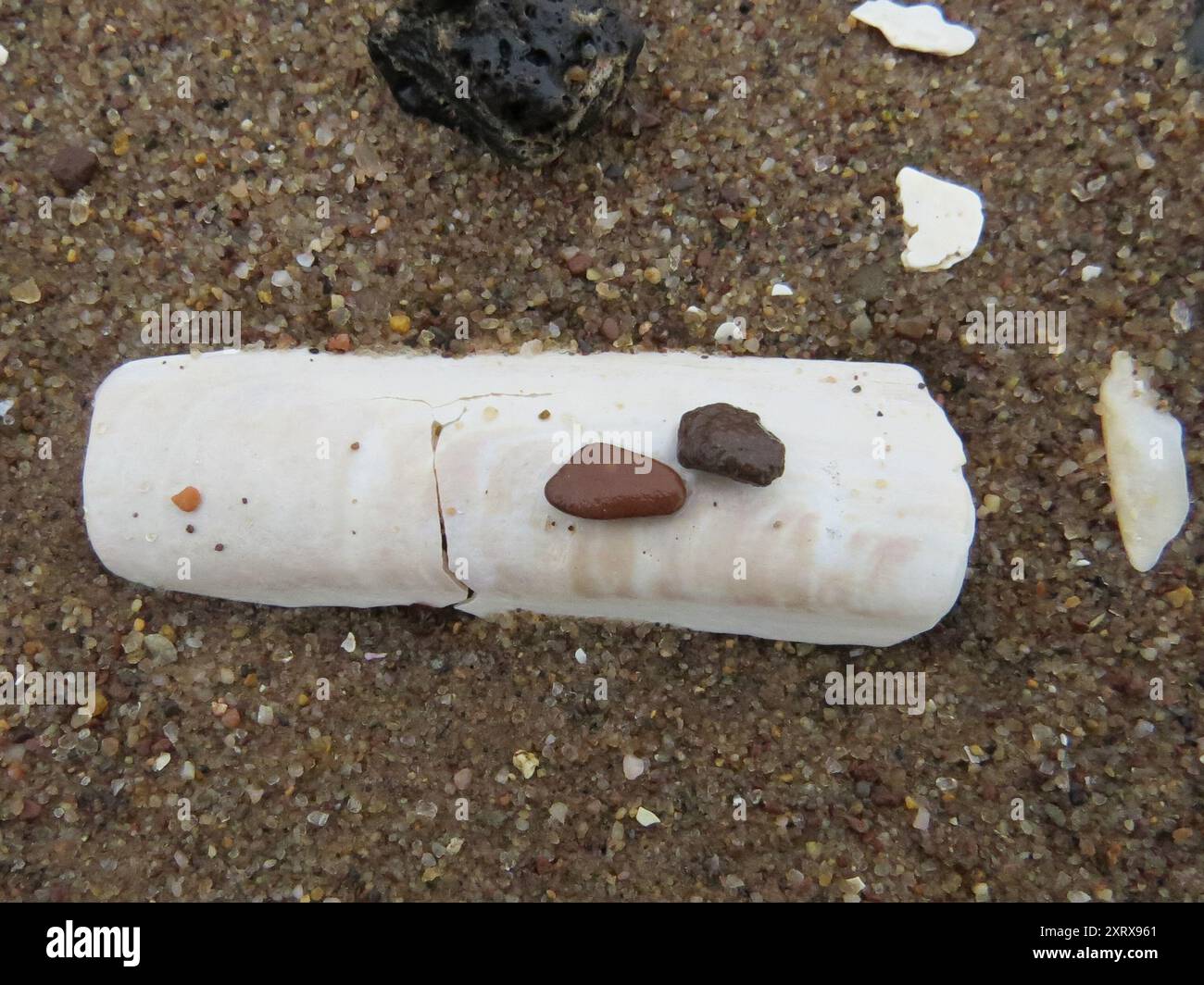 Atlantic Jackknife (Ensis leei) Mollusca Stock Photo - Alamy